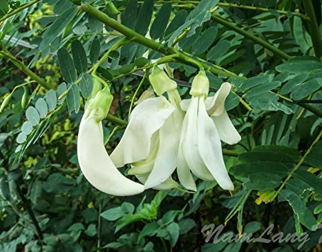 Hummingbird Tree Seeds for Planting - TRADITIONAL REMEDIES STORE