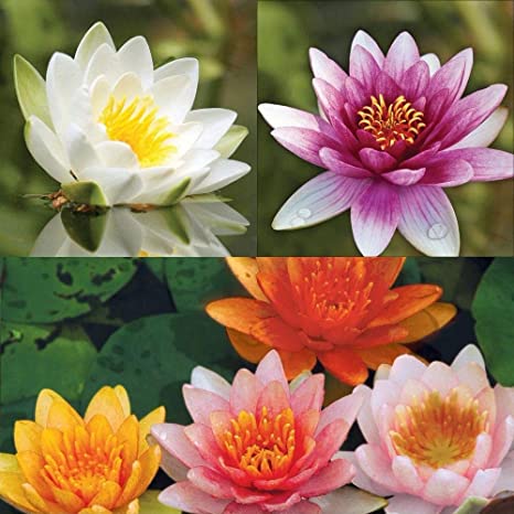 Rare Lotus Flower Seeds - TRADITIONAL REMEDIES STORE